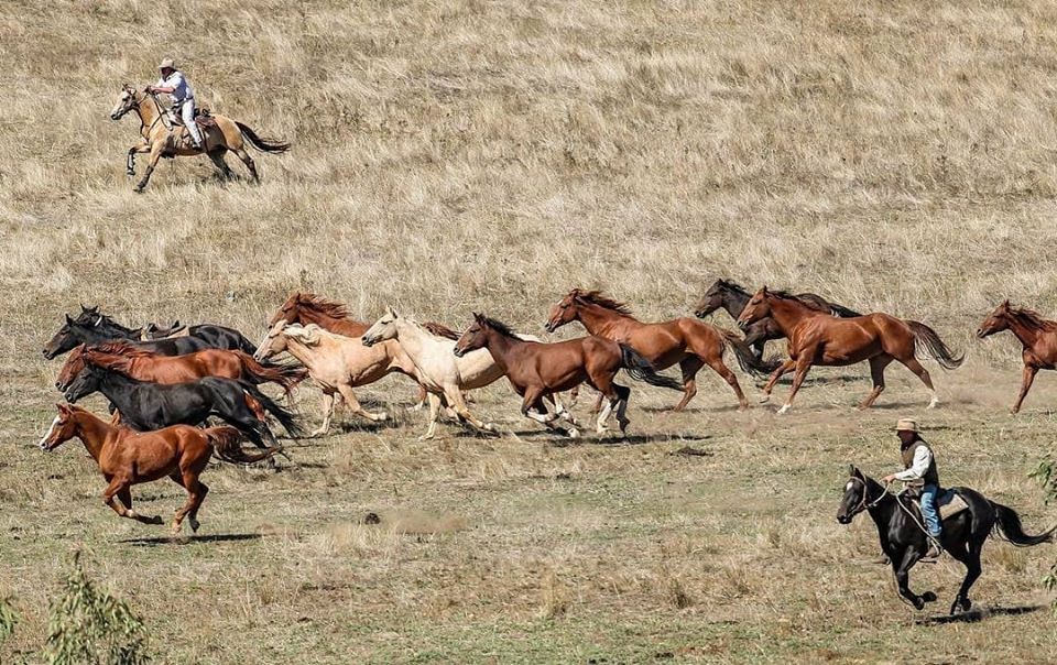 Man from Snowy River Bush Festival 2019 - Angus Barrett Saddlery