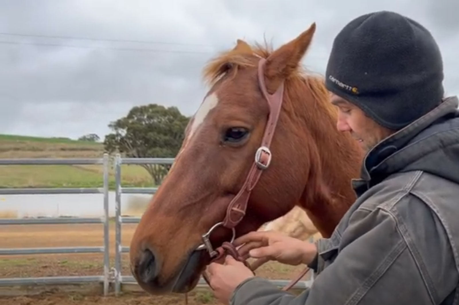 One-Ear Hermann Oak Leather Bridle | Australian Made Bridles Online ...