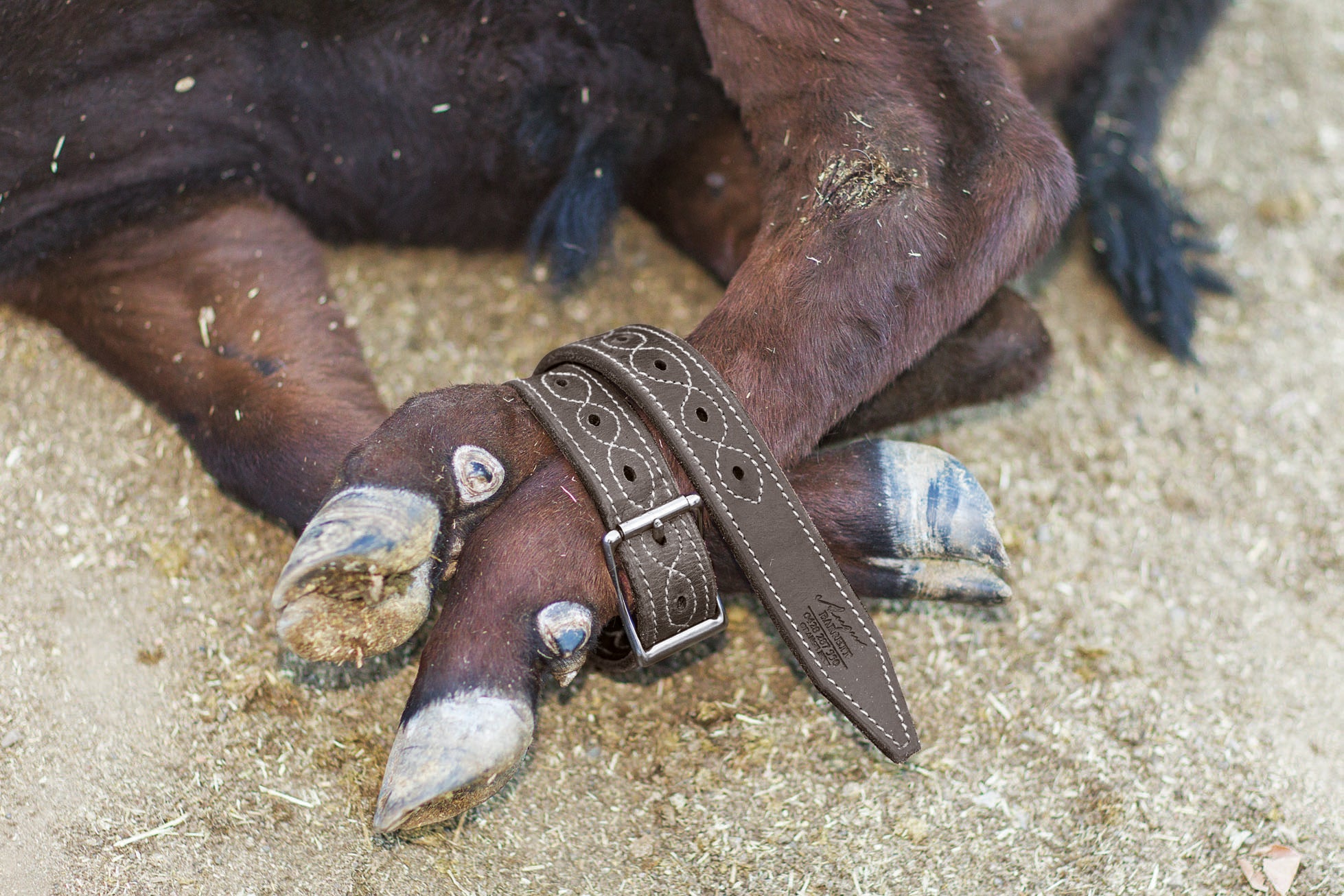 Bull Strap with Stainless Steel Buckle - Angus Barrett Saddlery