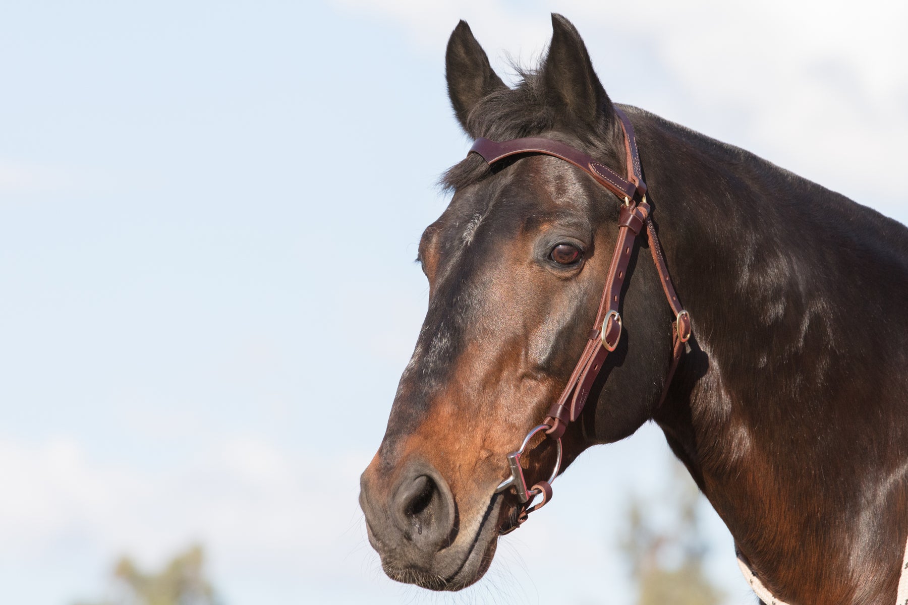 Angus Barrett Saddlery & Leather Goods | Australian Made