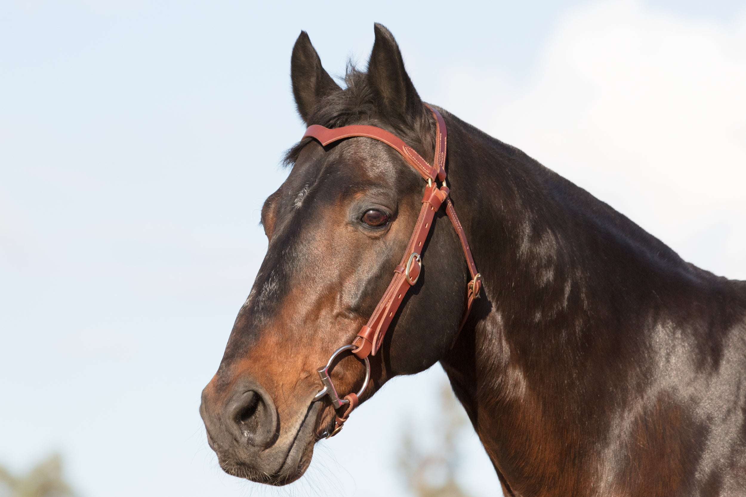 Angus Barrett Saddlery & Leather Goods | Australian Made