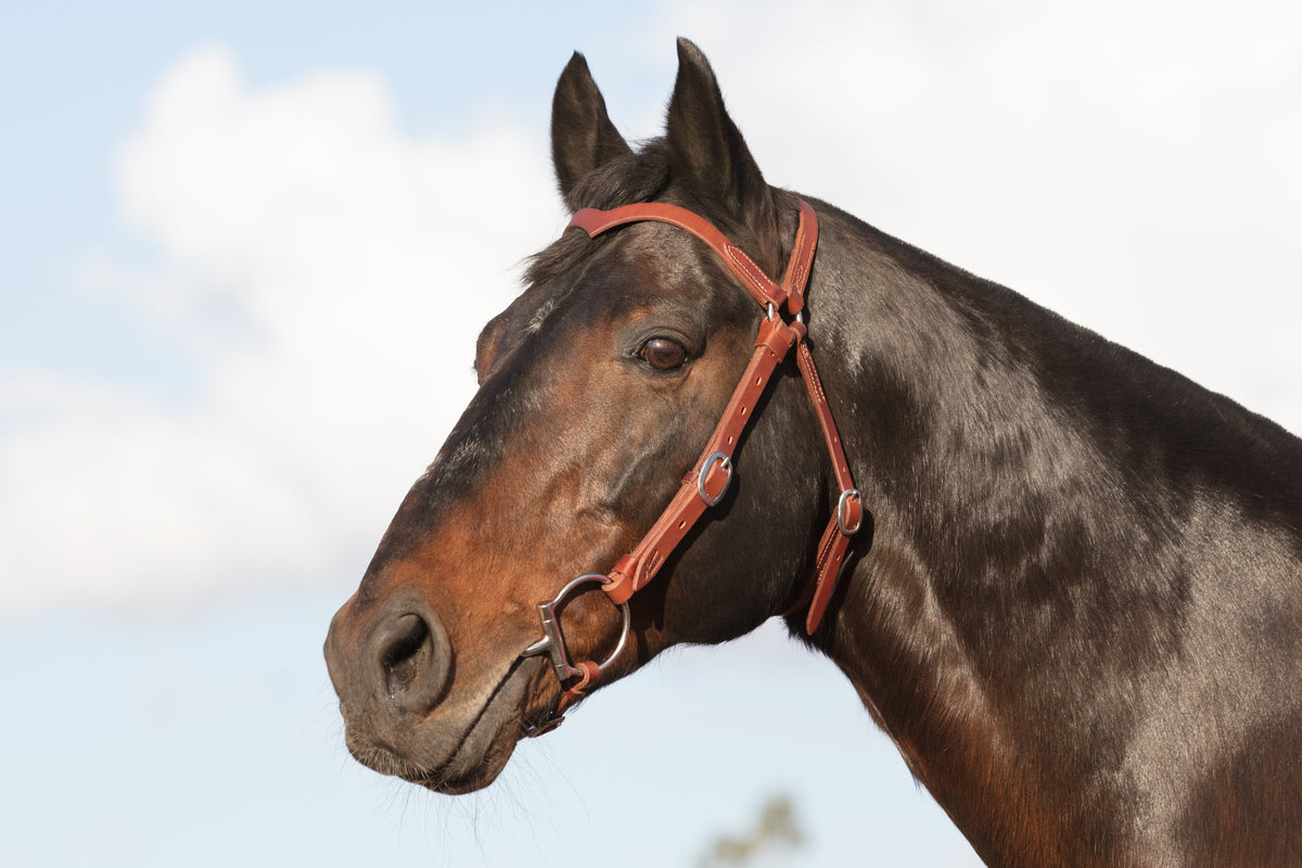 Leather Station Bridle | Buy Australian Made Bridles Online - Angus ...