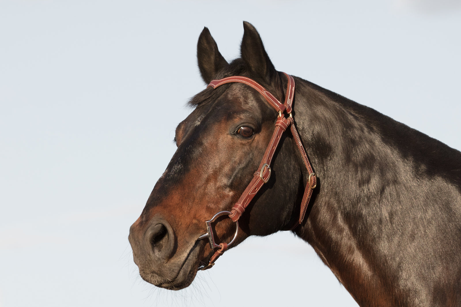 Station Bridle with Fully Stitched V-Shaped Brow | Bridles Online ...