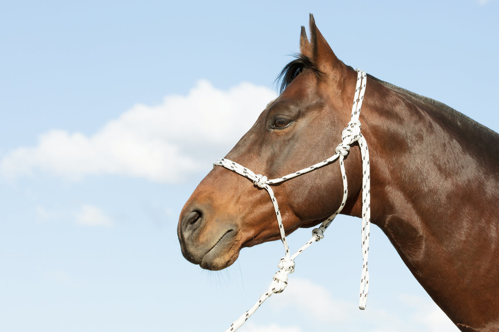 Rope horse halters store