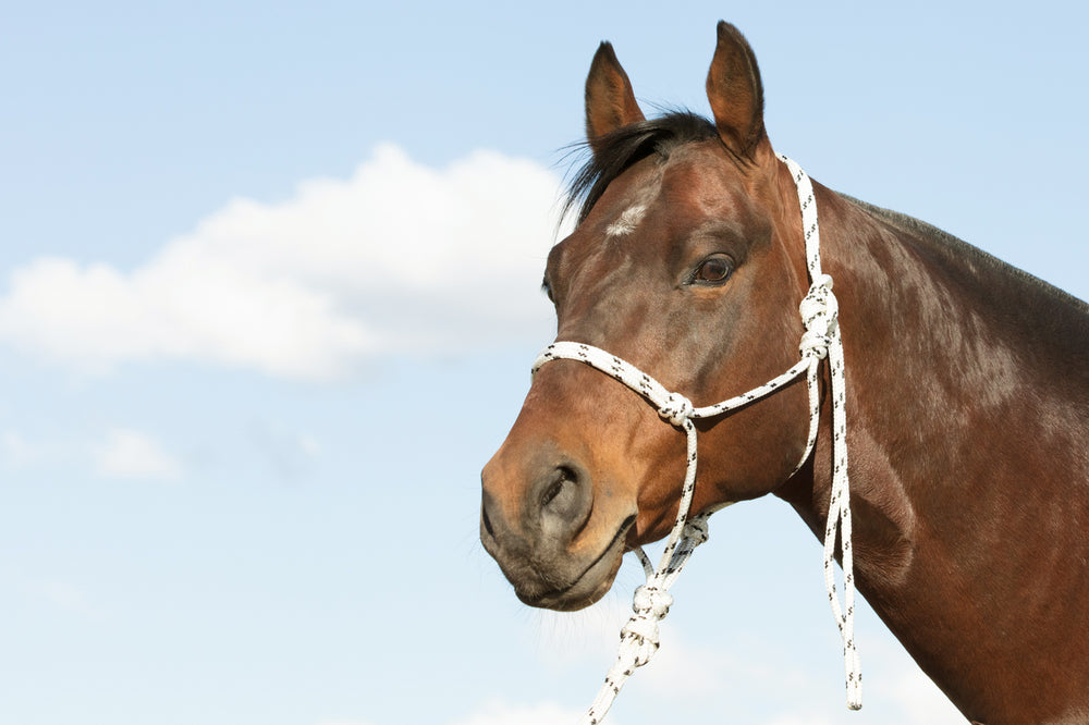 Angus Barrett Saddlery & Leather Goods | Australian Made