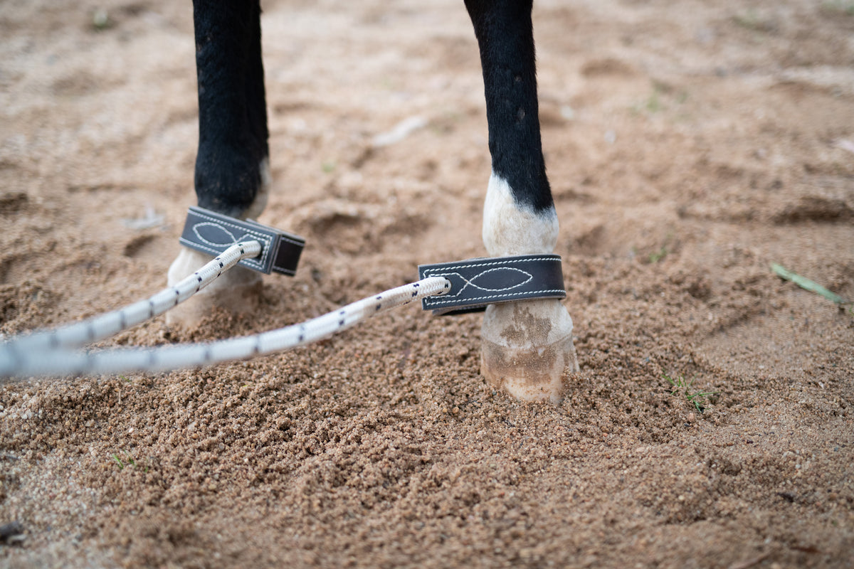 Serving Hobbles | Buy Australian Made Breeding Hobbles Online - Angus ...