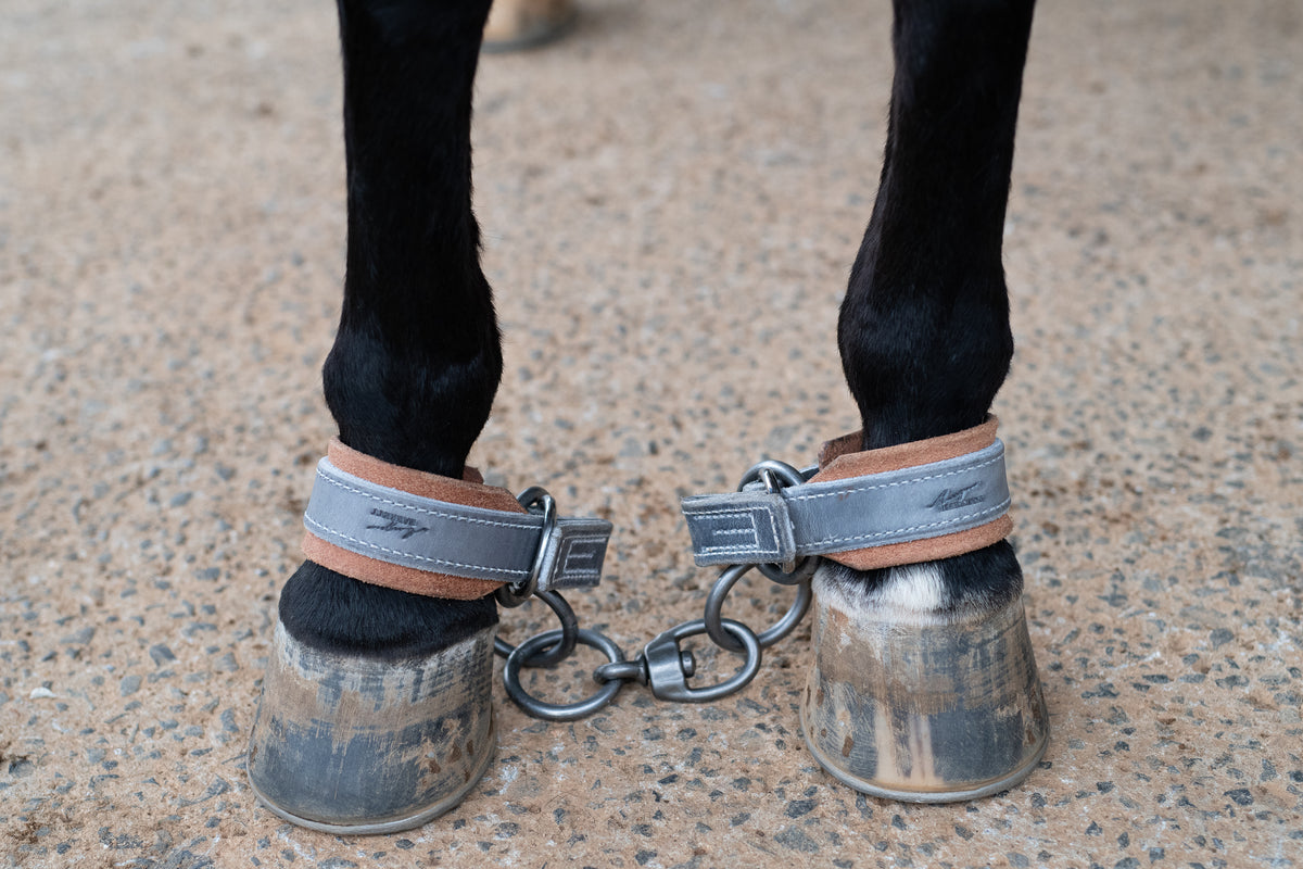 Quick Release Chain Hobble Set | Buy Horse Training Equipment Online ...