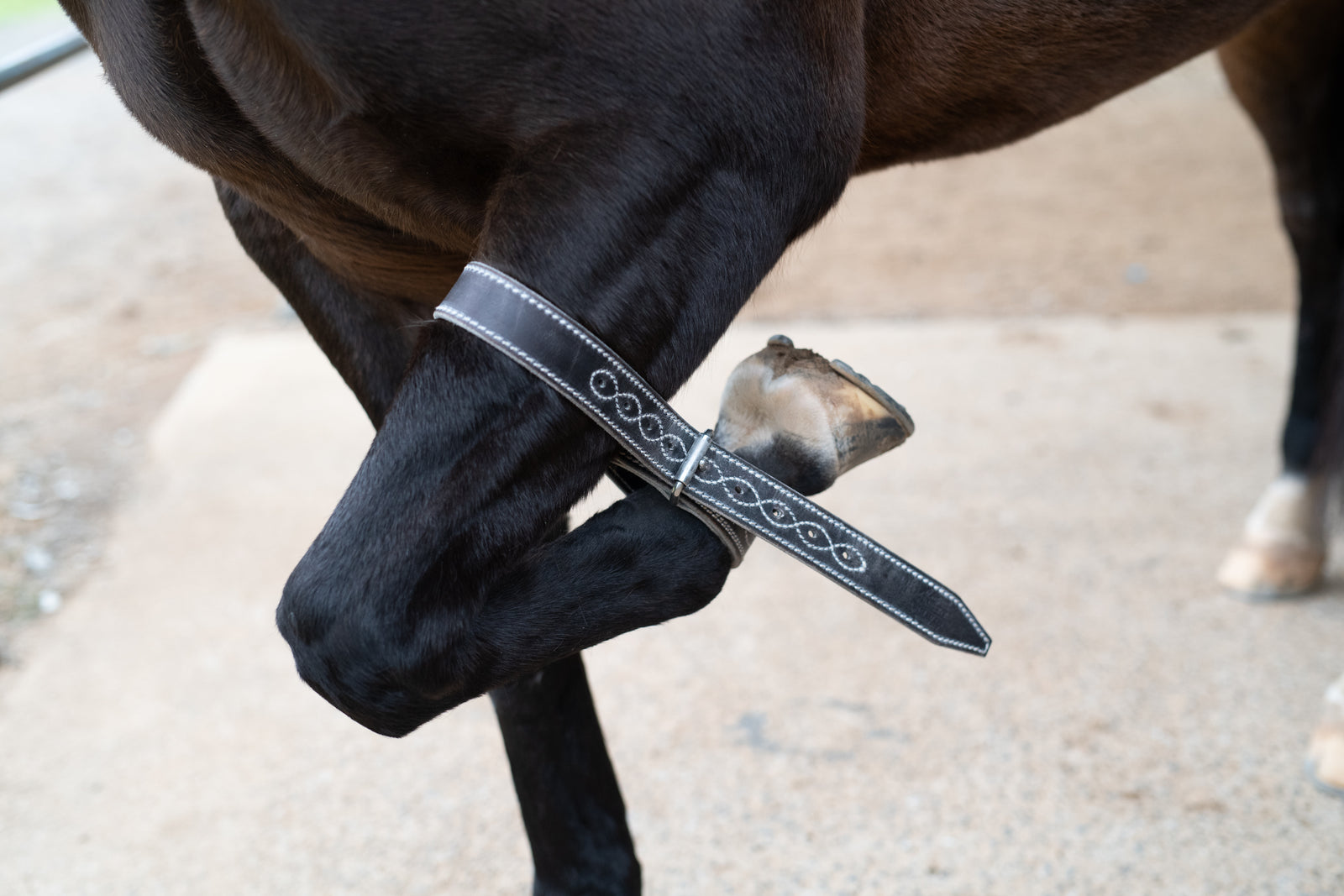 Leather Front Leg Strap - Angus Barrett Saddlery