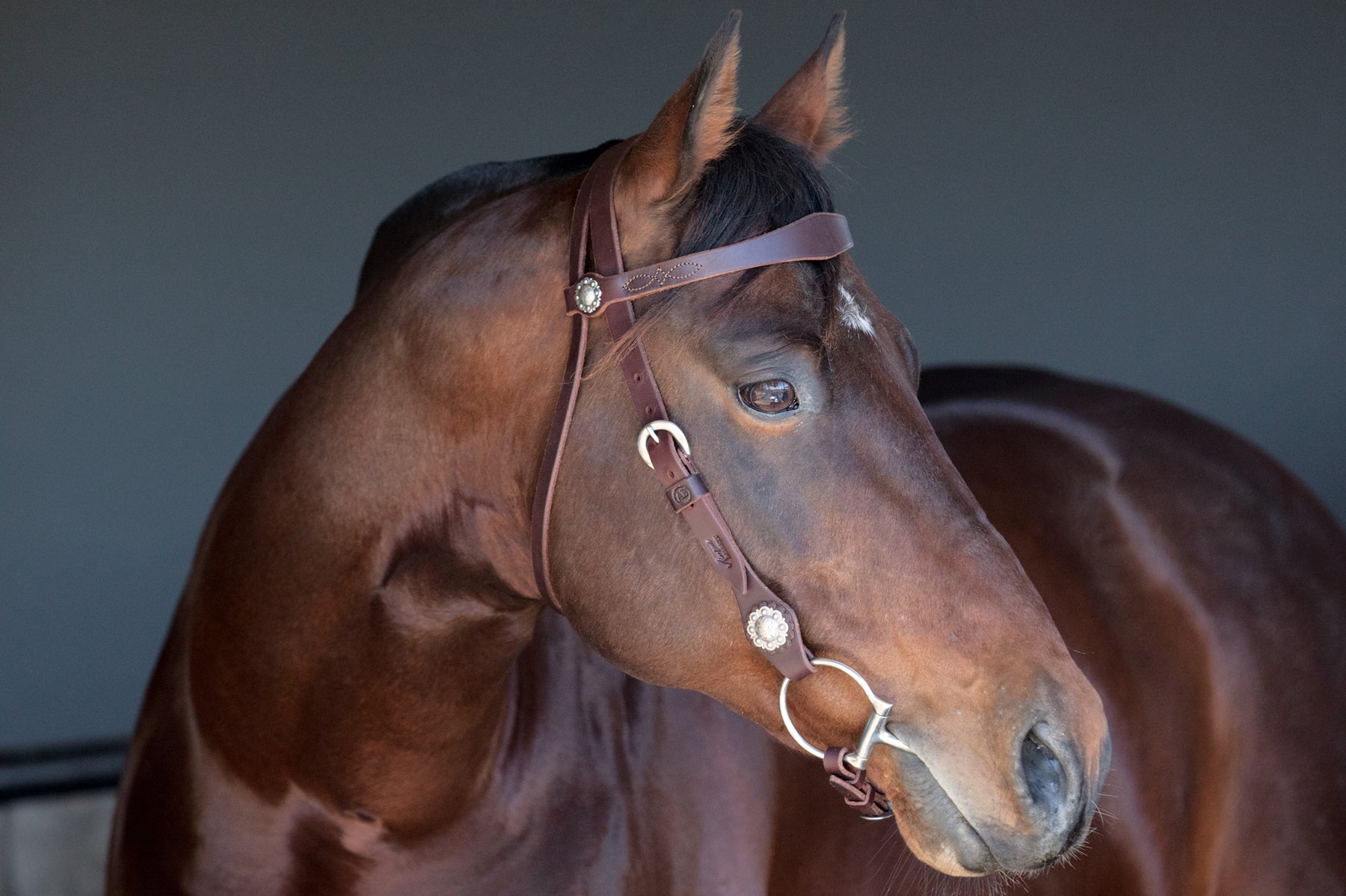 Surefit Tassa Bridle with Shaped Brow | Buy Leather Bridles Online ...