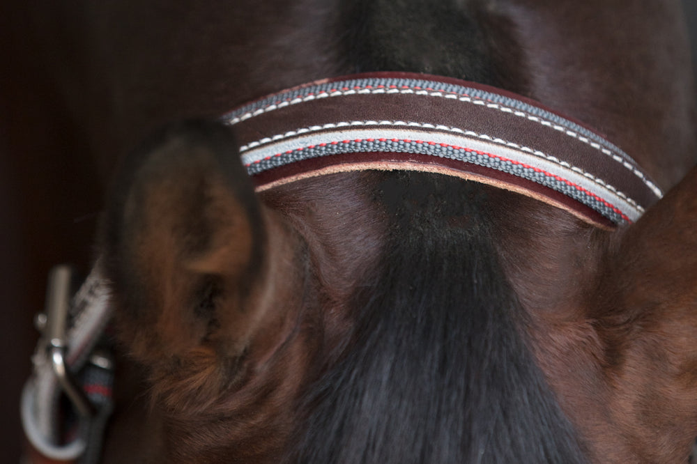 Halters & Lead Ropes | Buy Australian Made Horse Leads Online - Angus Barrett Saddlery