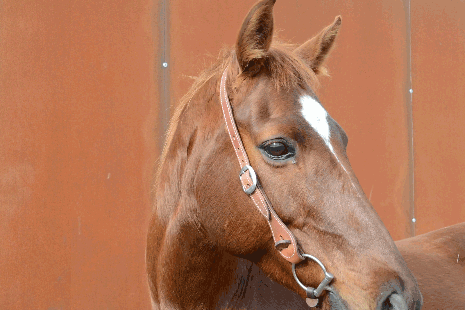 One-Ear Fitted Leather Bridle (24mm) | Buy Leather Bridles Online ...